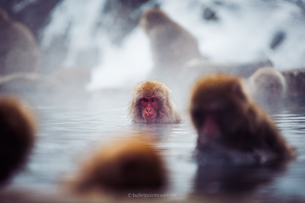 Snow Monkeys in Hot Springs In Japan - Ultimate Travel Guide