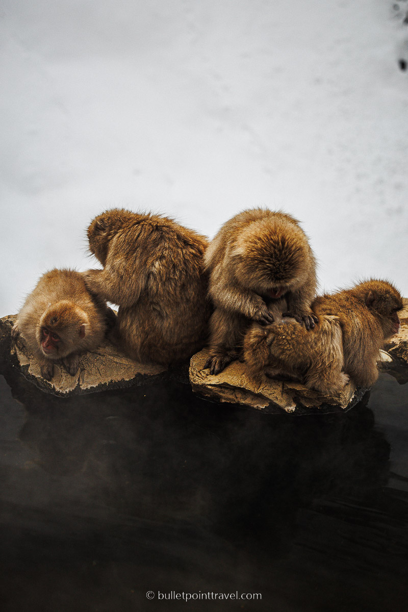 Snow Monkeys in Hot Springs In Japan - Ultimate Travel Guide